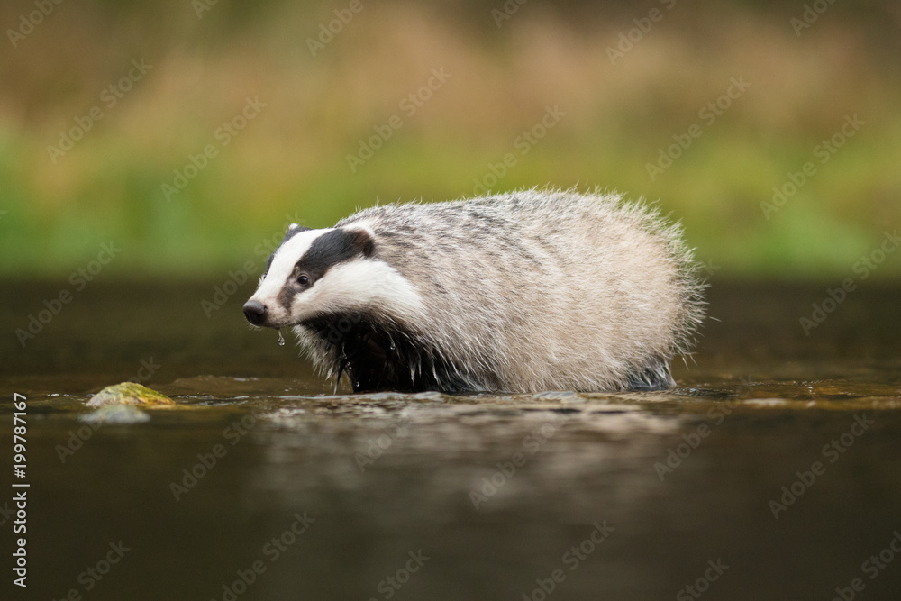 European badger (Meles meles - Eurasian badger) in his natural ...
