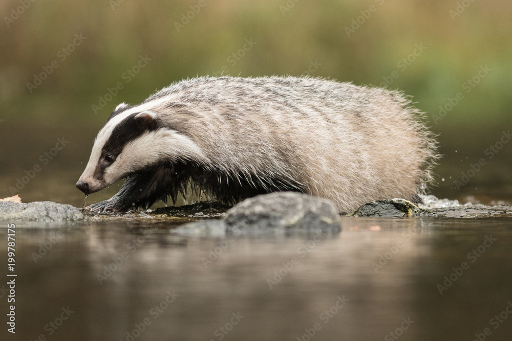 European badger (Meles meles - Eurasian badger) in his natural ...