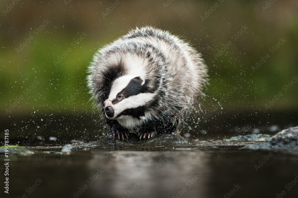 European badger (Meles meles - Eurasian badger) in his natural ...