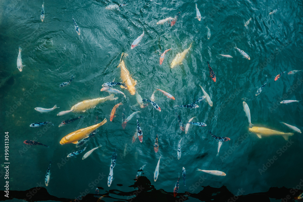 Colorful carp of koi floating in a pond. A flock of fish in the water ...