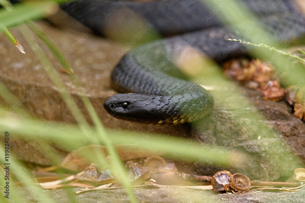 Tiger snakes (Notechis scutatus) are a venomous snake species found in ...