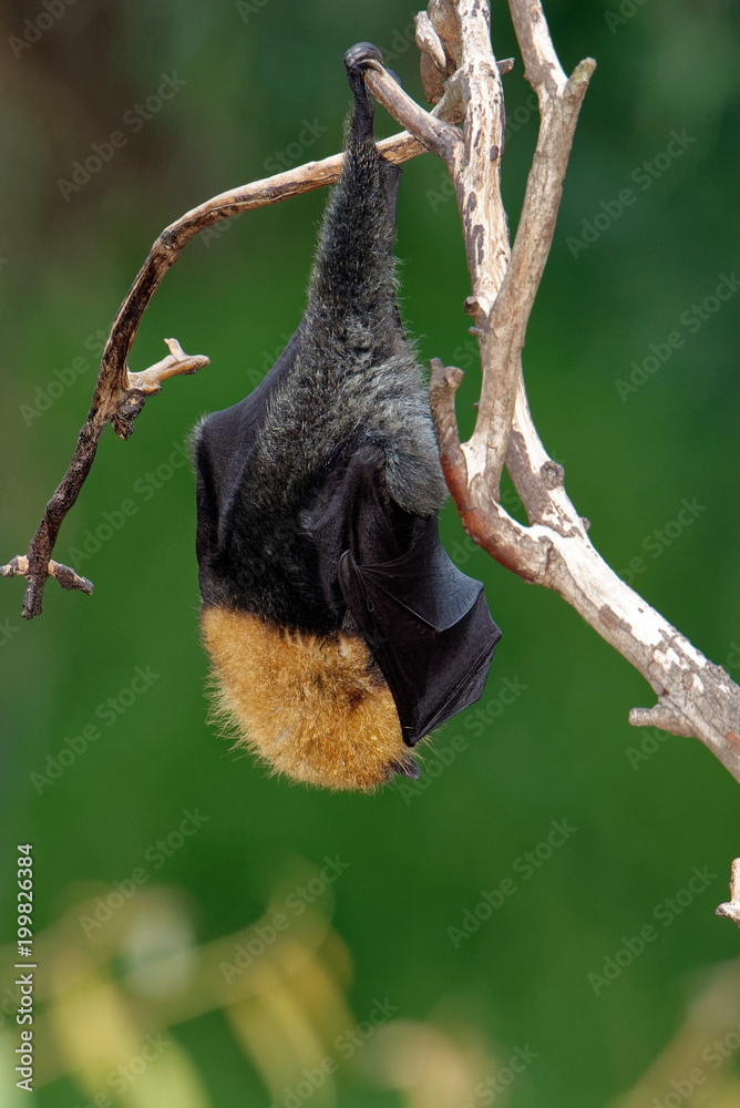 The grey-headed flying fox Pteropus poliocephalus is the largest bat in ...