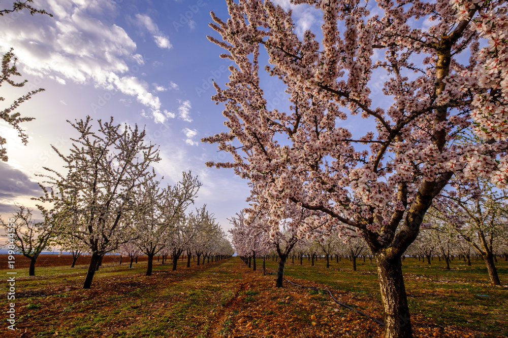Les amandiers en fleurs en Provence, France. Stock Photo | Adobe Stock