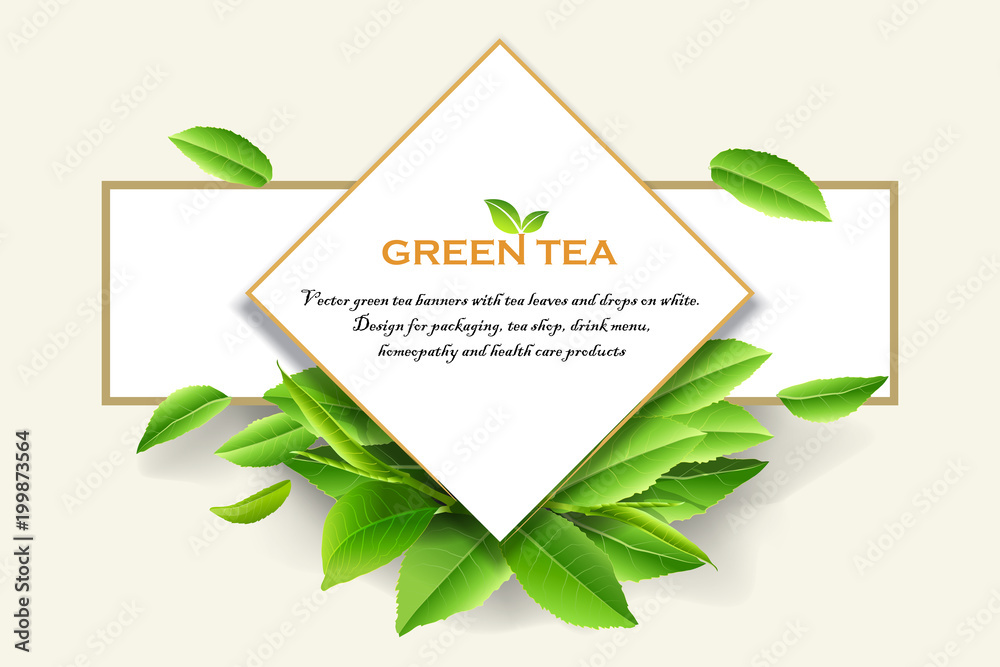 Vector green tea frame with tea leaves and drops on white background ...