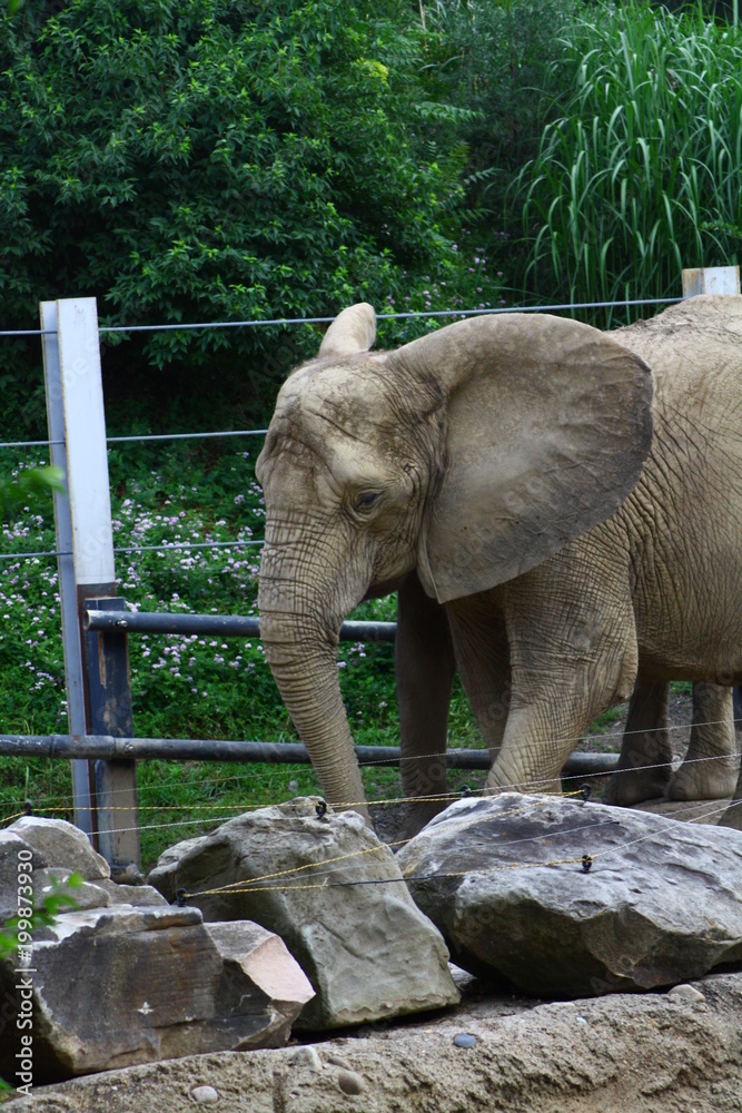 Elephant flapping ears Stock Photo | Adobe Stock