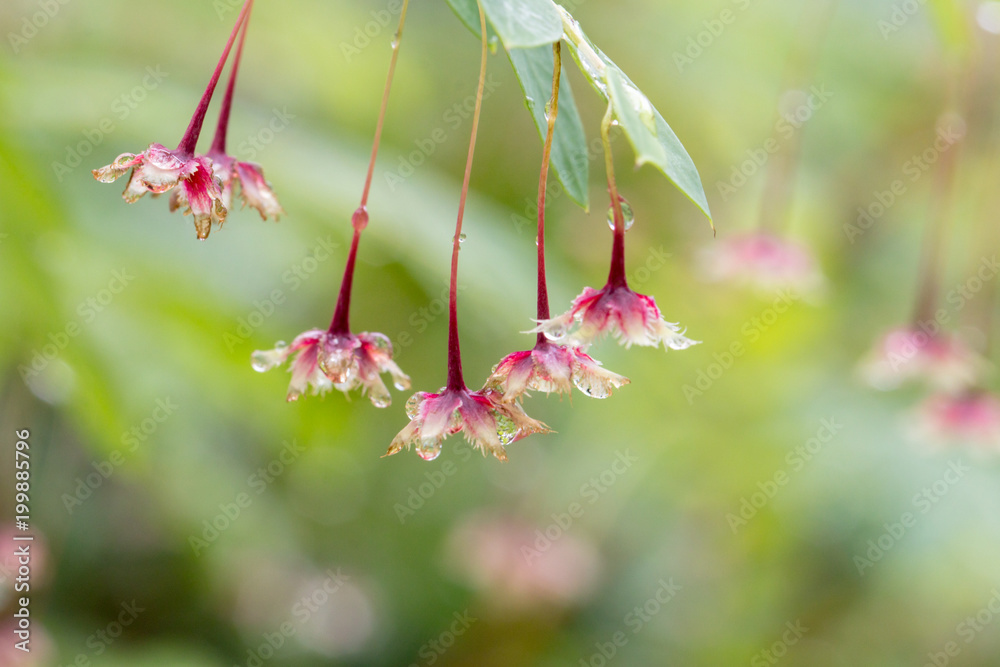 Phyllanthus pulcher Wall (Tropical leaf-flower / Rhyme) the small red ...