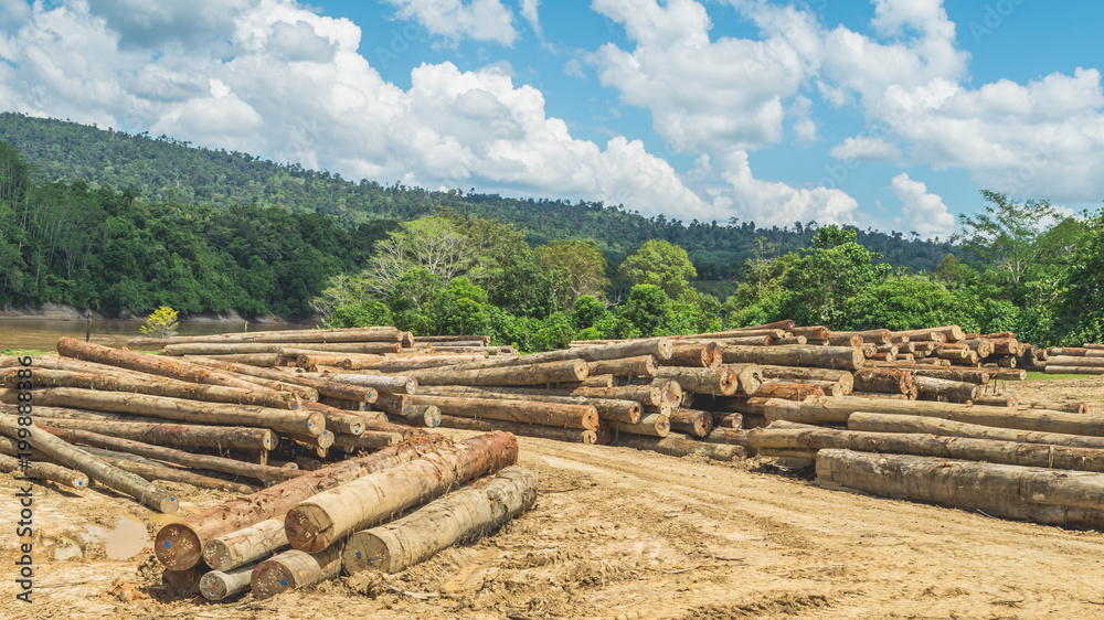 log yard of peeled tropical rain forest hardwood, Borneo, Indonesia ...
