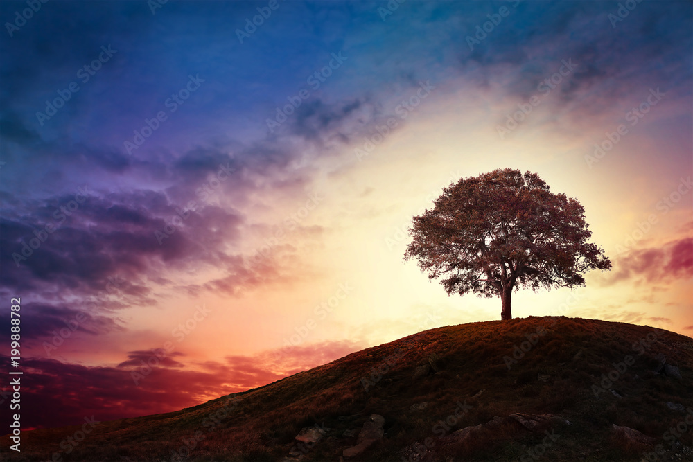 tree Stock Photo | Adobe Stock