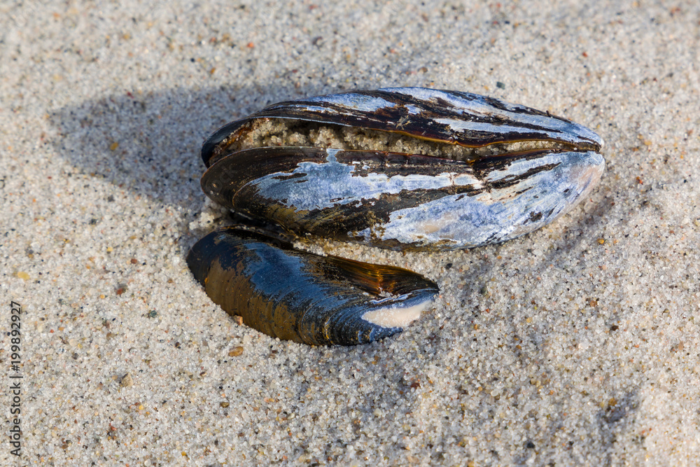 Muschel am Strand Stock Photo | Adobe Stock