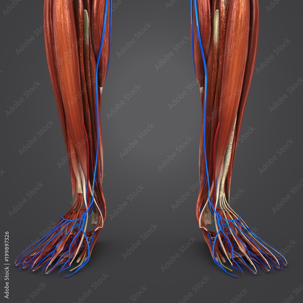 Leg Muscles with Circulatory system closeup Stock Photo | Adobe Stock