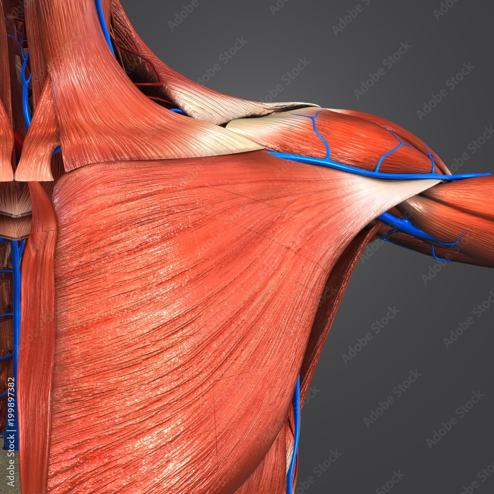 Shoulder Muscles with Circulatory System Stock Illustration | Adobe Stock