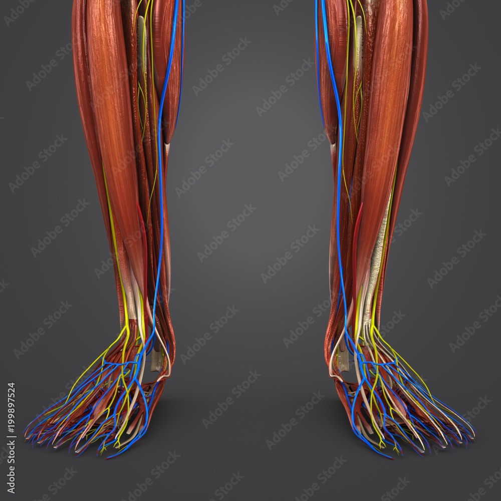 Leg Muscles with Circulatory system and Nerves closeup Stock ...