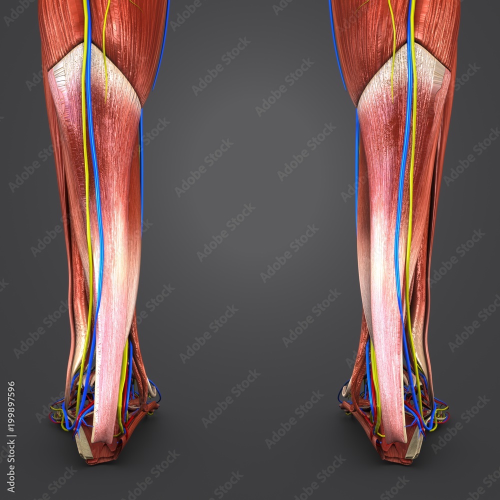 Muscles of Leg with Circulatory system and Nerves Posterior view ...