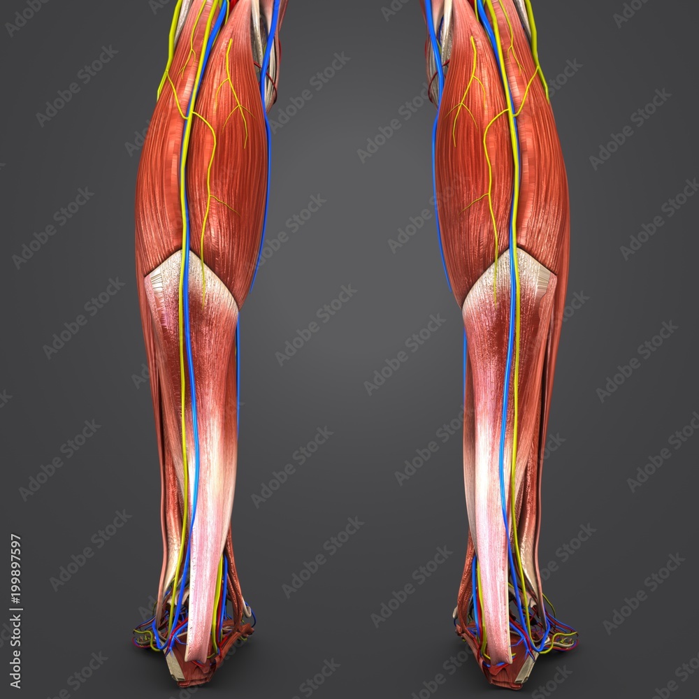 Muscles of Leg with Circulatory system and Nerves Posterior view Stock ...