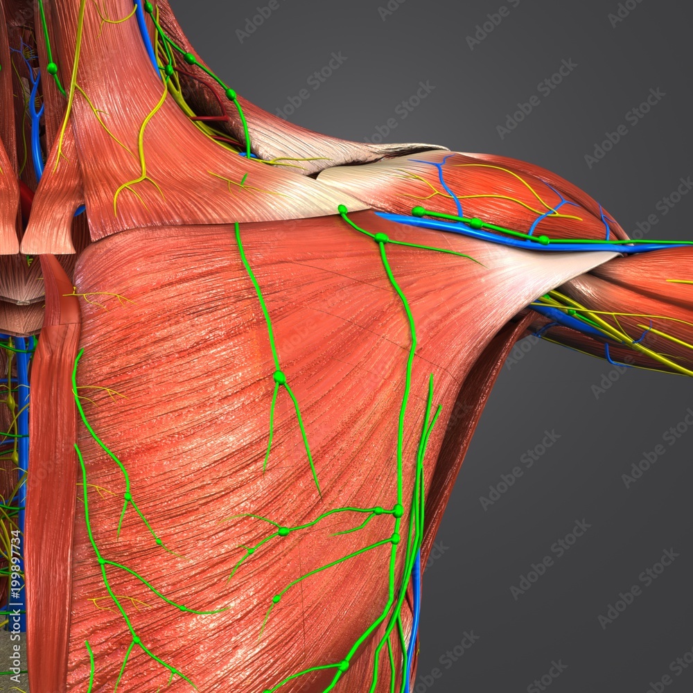 Shoulder Muscles with Circulatory System, Nerves and Lymphnodes Stock ...