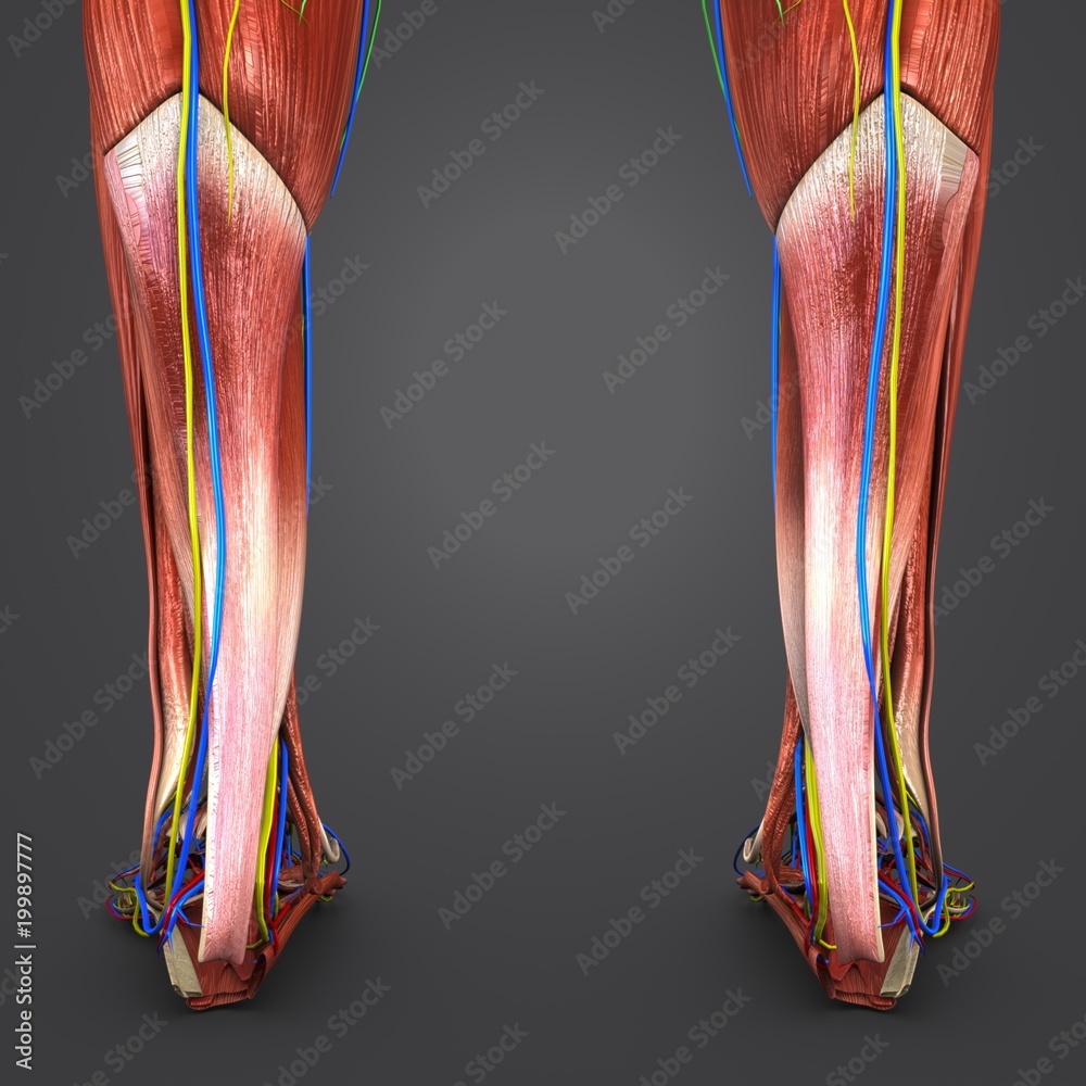 Muscles of Leg with Circulatory system, Nerves and Lymph nodes ...