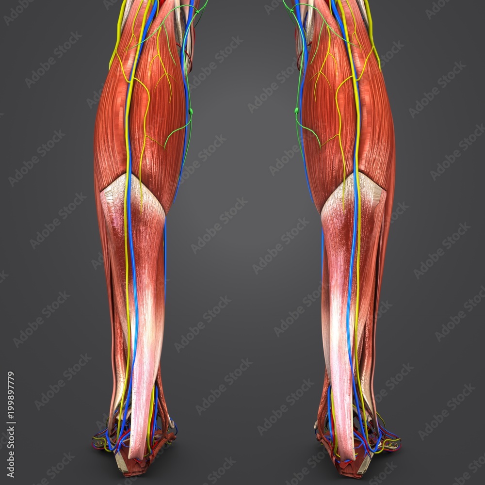 Muscles of Leg with Circulatory system, Nerves and Lymph nodes ...