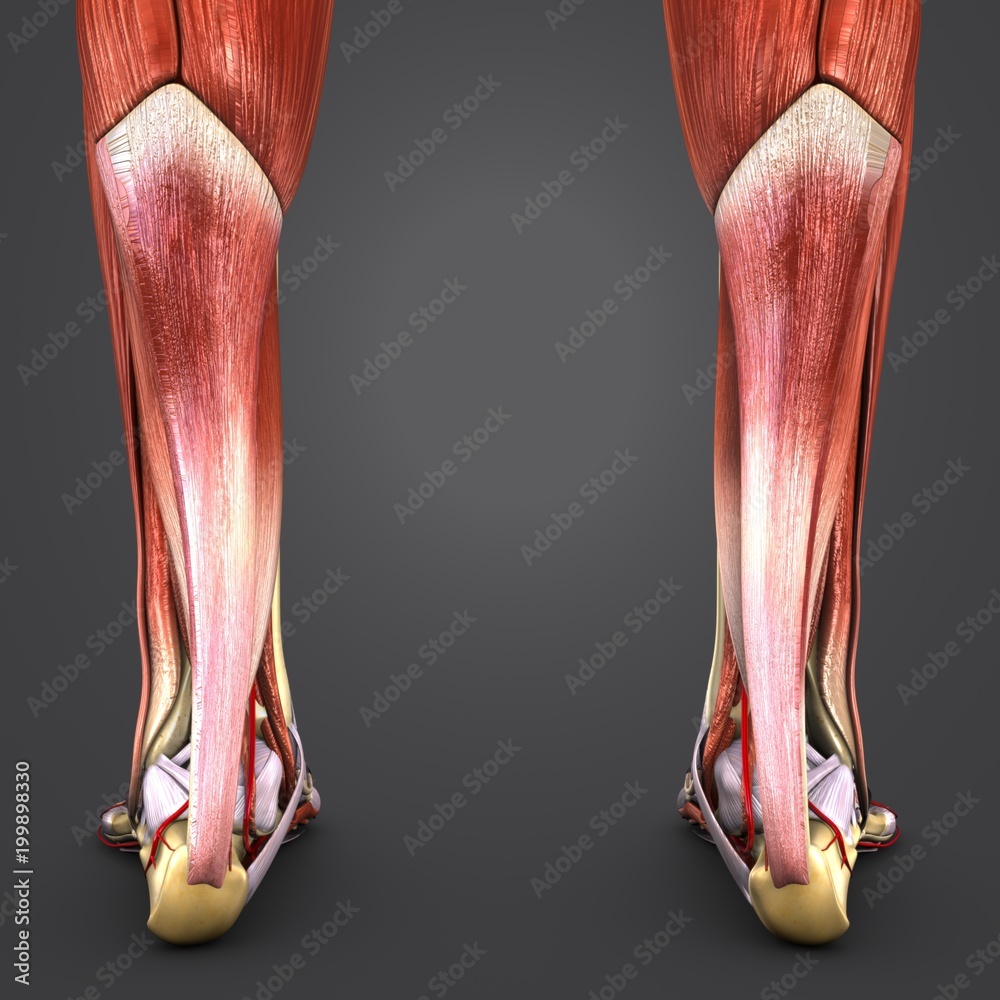 Muscles and Bones of Leg with Arteries Posterior view Closeup Stock ...