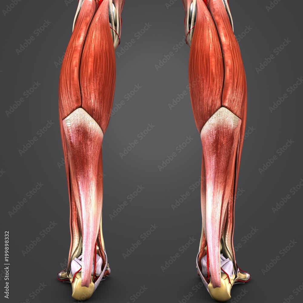Muscles and Bones of Leg with Arteries Posterior view Stock Photo ...