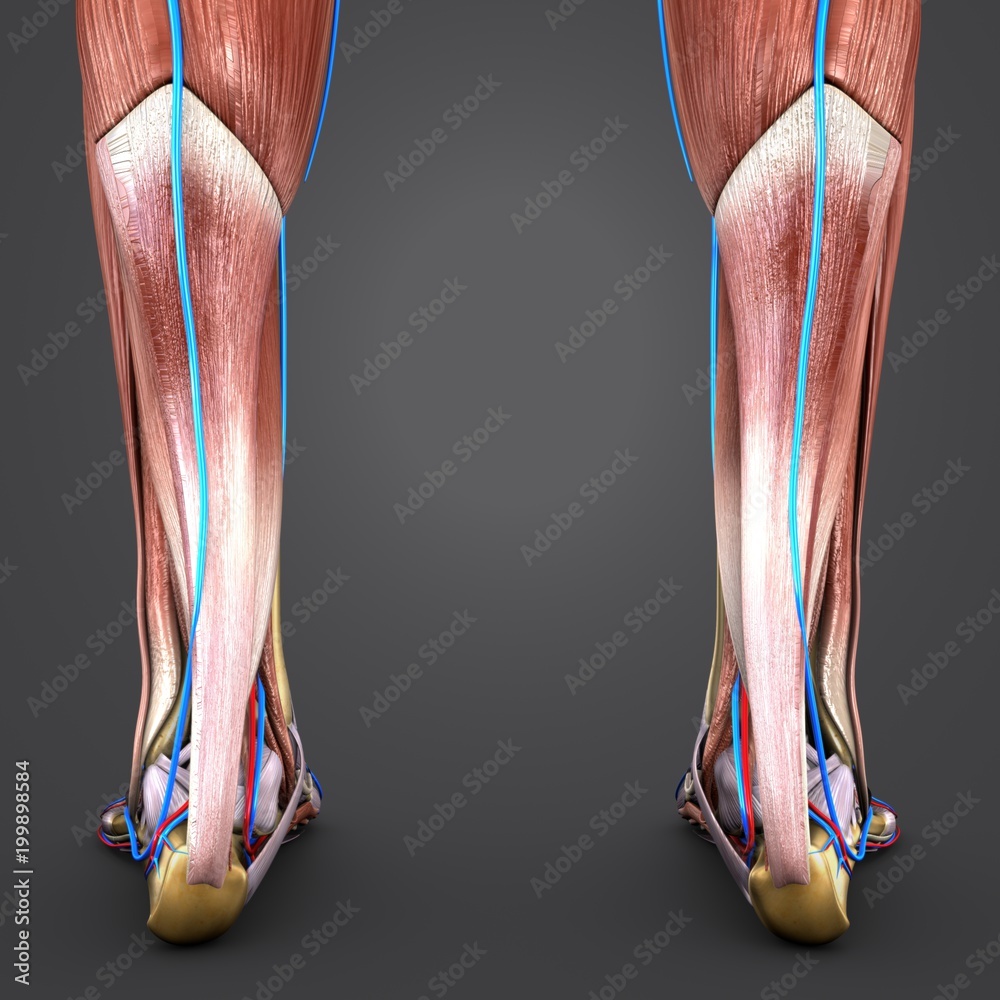 Muscles and Bones of Leg with Circulatory system Posterior view Closeup ...