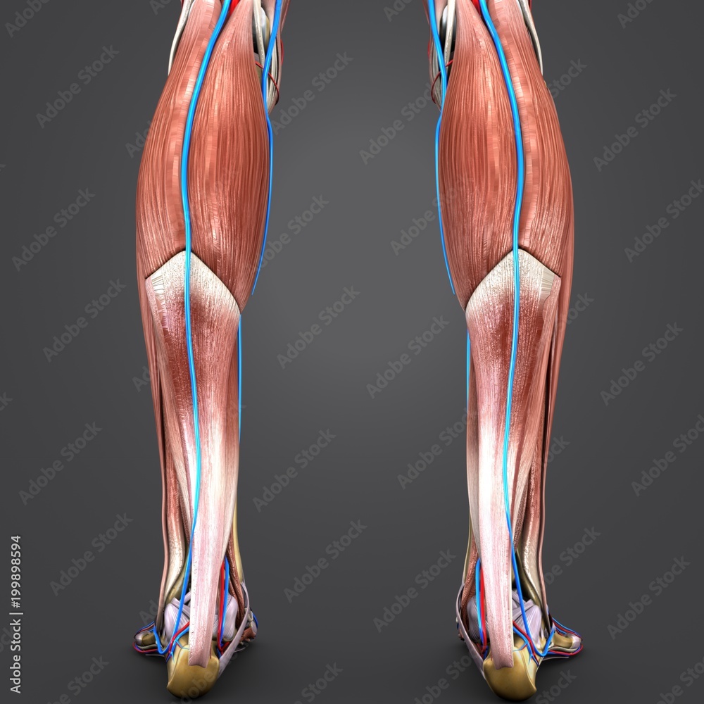 Muscles and Bones of Leg with Circulatory system Posterior view Stock ...
