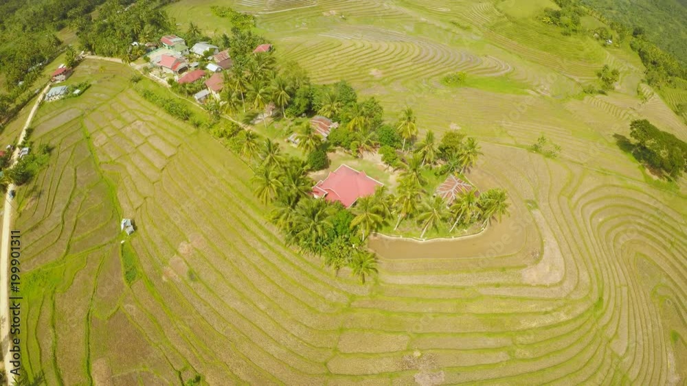 Rice fields of the Philippines. The island of Bohol. Filipino village ...