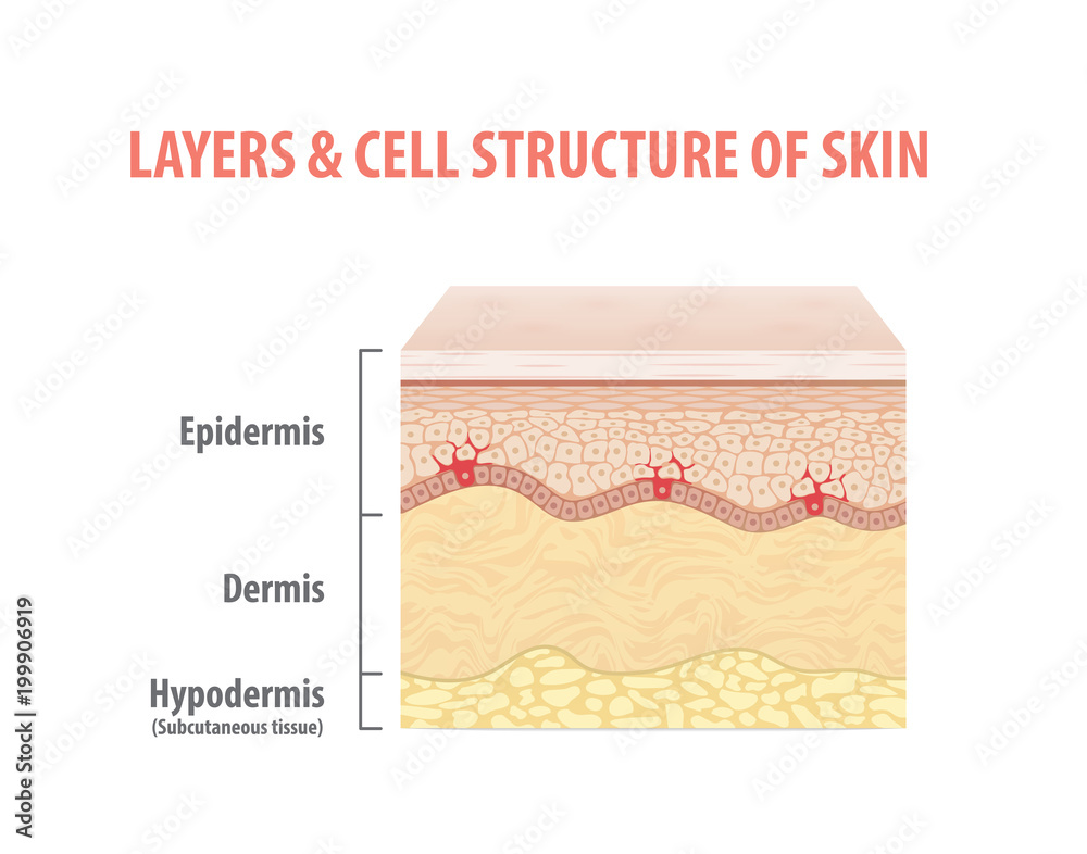 Layers & cell structure of skin illustration vector on white background ...