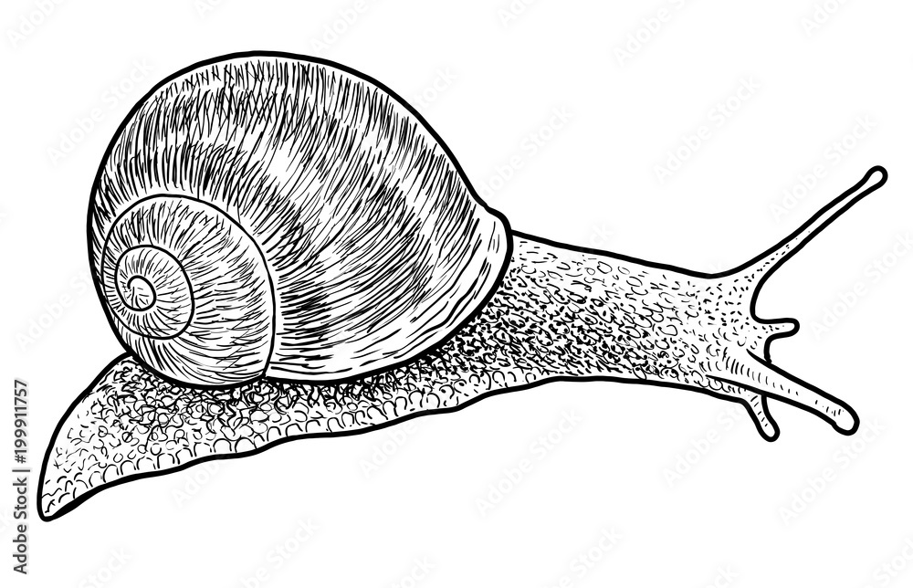 Garden snail illustration, drawing, engraving, ink, line art, vector ...
