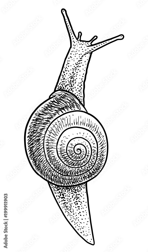 Garden snail illustration, drawing, engraving, ink, line art, vector ...