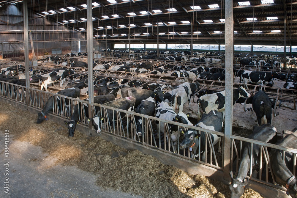 Cows in stable. Cattle breeding. Farming. Stock Photo | Adobe Stock