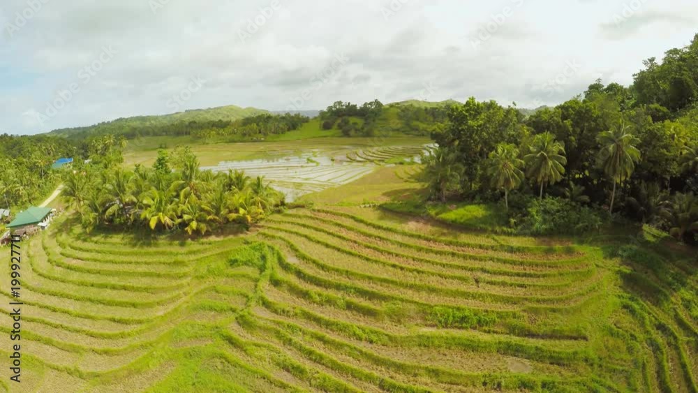 Rice fields of the Philippines. The island of Bohol. Filipino village ...