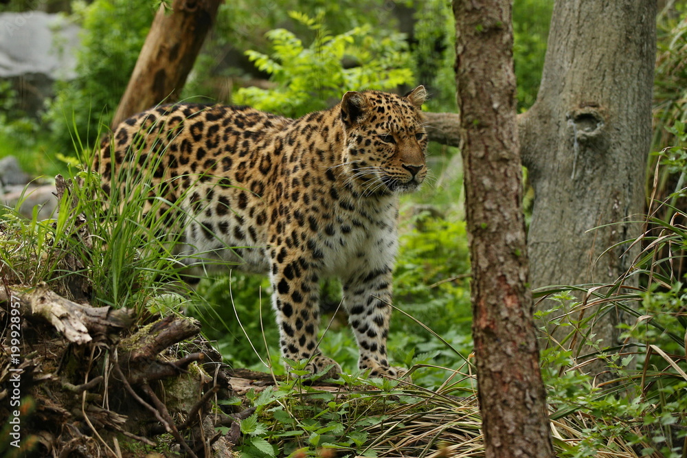 Amur Leopard Habitat Forest