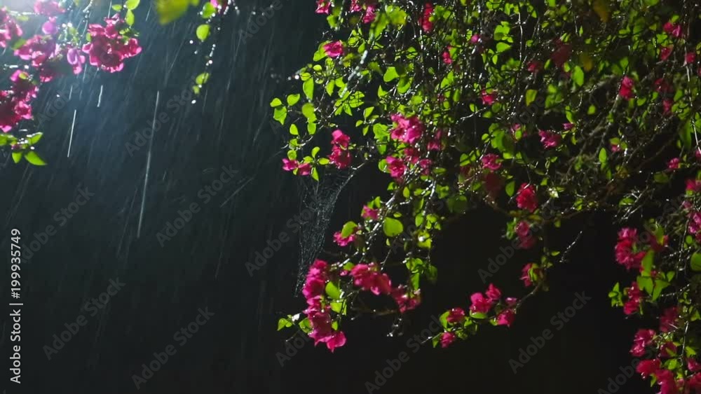 Flower in Rain. Beautiful purple Garden Flowers in Rain at the black ...