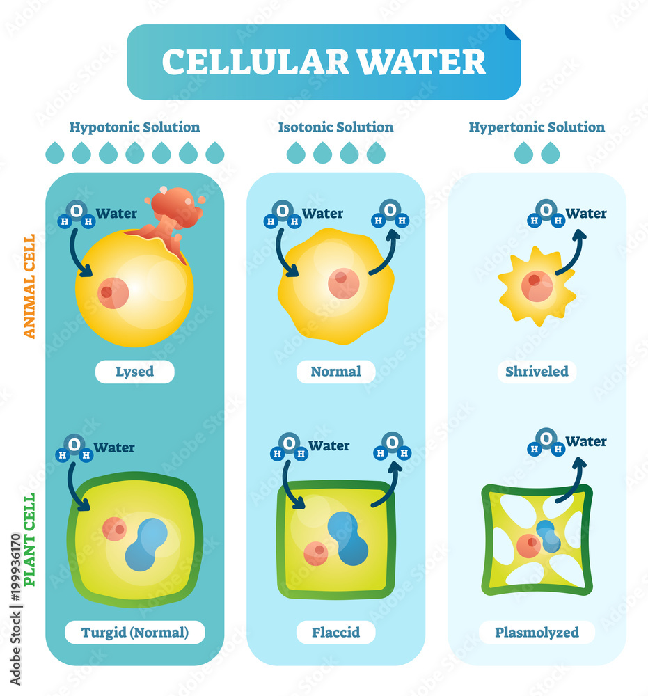 Cellular Water Levels Biological Vector Illustration Diagram With cellular-water-levels-biological-vector-illustration-diagram-with