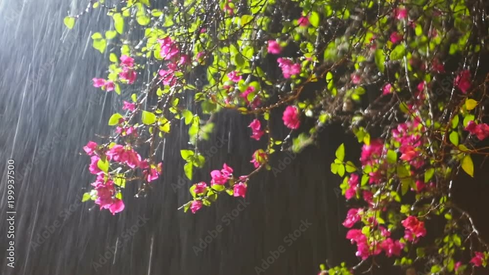 Flower in Rain. Beautiful purple Garden Flowers in Rain at the black ...