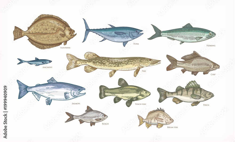 Set of elegant drawings of fish isolated on white background. Bundle of ...