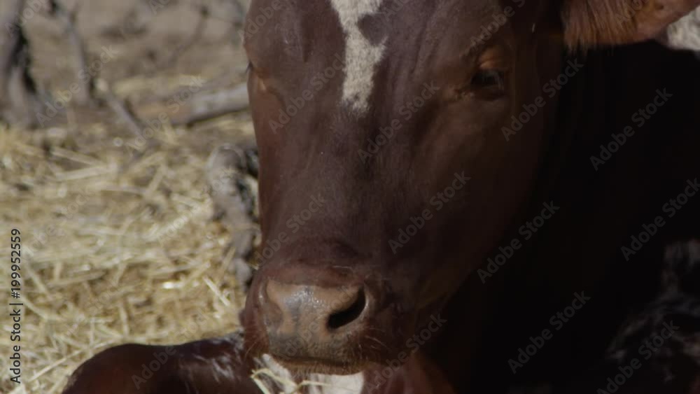 Watusi close up on bovine animal mouth and nose Stock Video | Adobe Stock