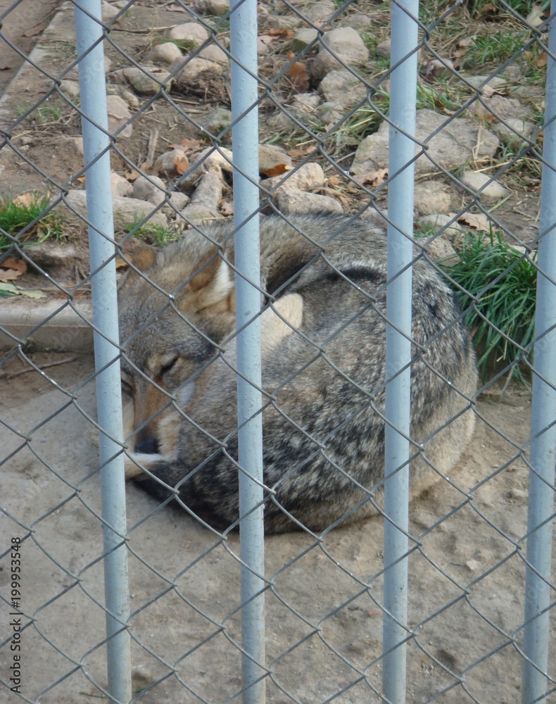 Curled Up Wolf Stock Photo | Adobe Stock