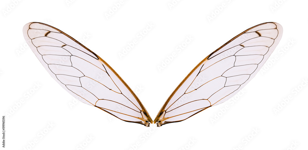 Insect wing isolated on white background Stock Photo | Adobe Stock