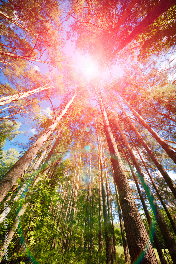 Spring summer concept vertical background. Variety crowns of the trees ...