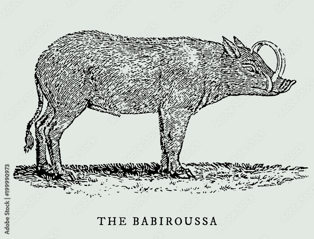 The babirusa babiroussa babyrousa babyrussa in side view after vintage ...