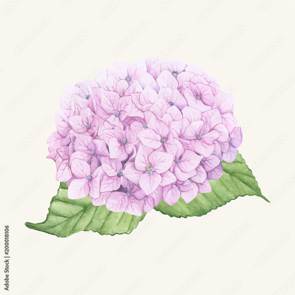 Hand drawn sketch of beautiful hydrangea Stock Illustration | Adobe Stock