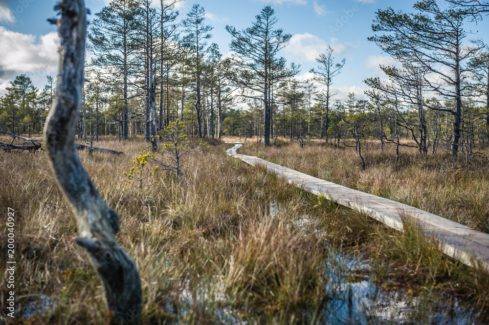Raised bog. Boardwalk in Viru bog nature trail. Estonia. Early springs ...