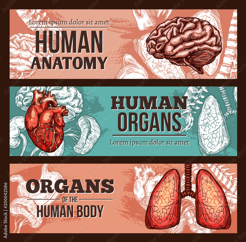 Human organ anatomy sketch banner with body parts Stock Vector | Adobe ...