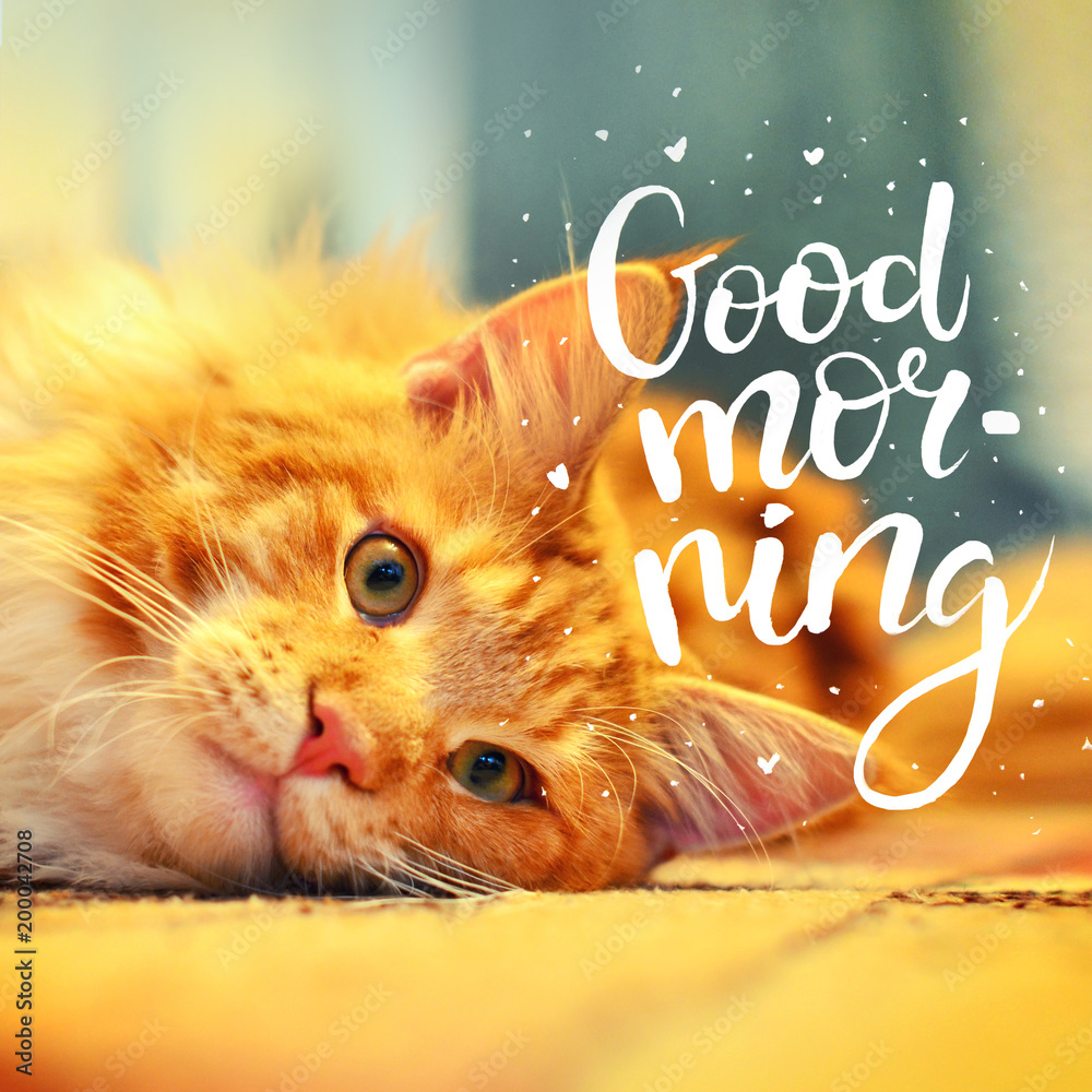 Good Morning Cat