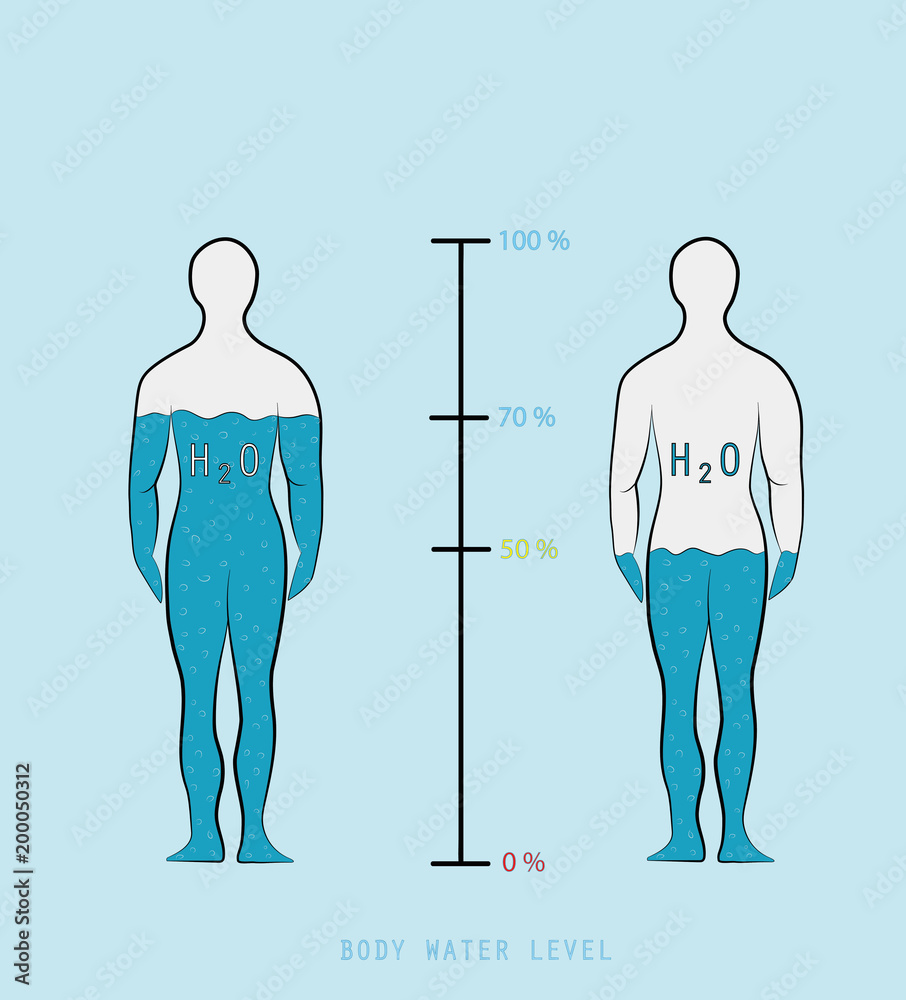 woman silhouette infographic showing water percentage level in human ...
