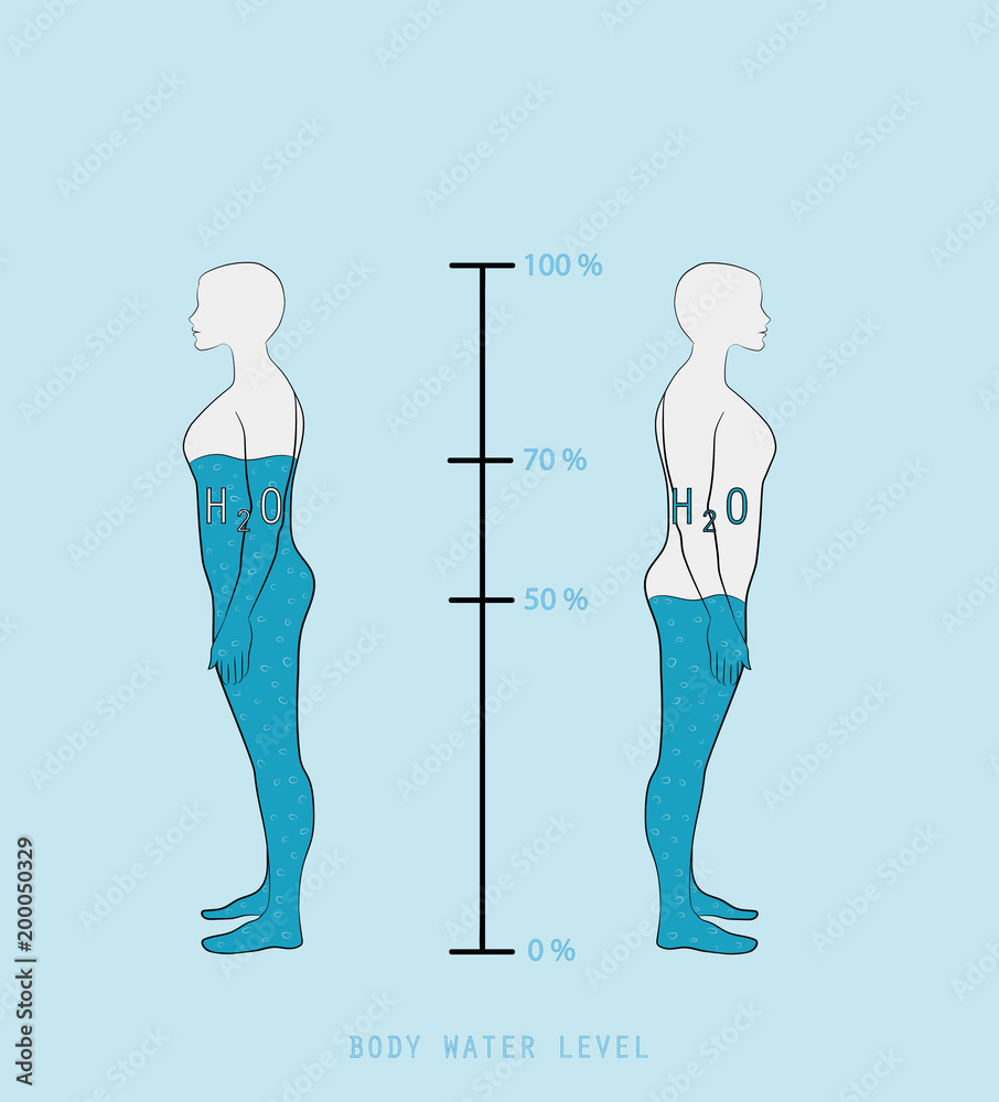 woman silhouette infographic showing water percentage level in human ...