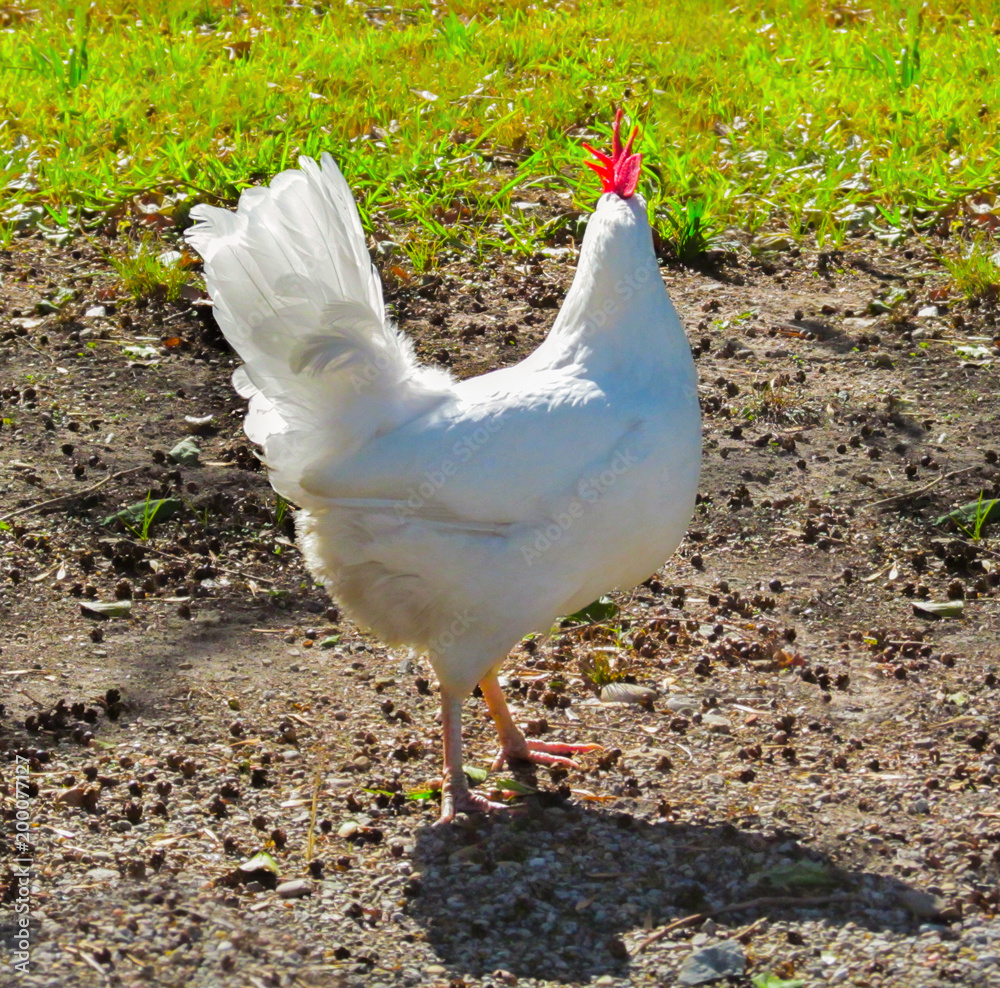 Beautiful White Hens