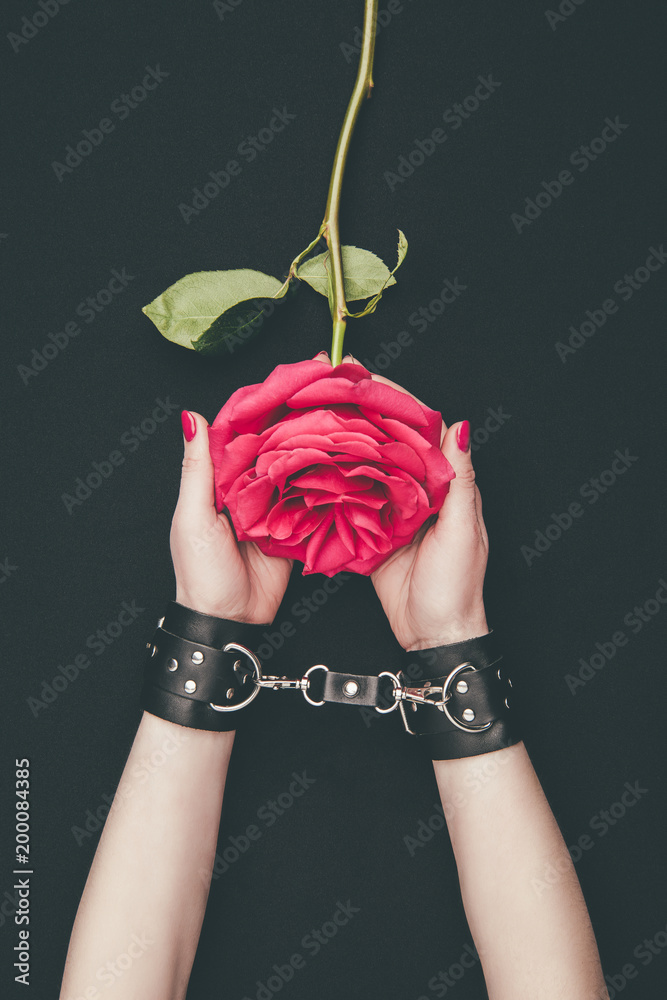 Female hands tied with leather handcuffs holding rose flower isolated ...