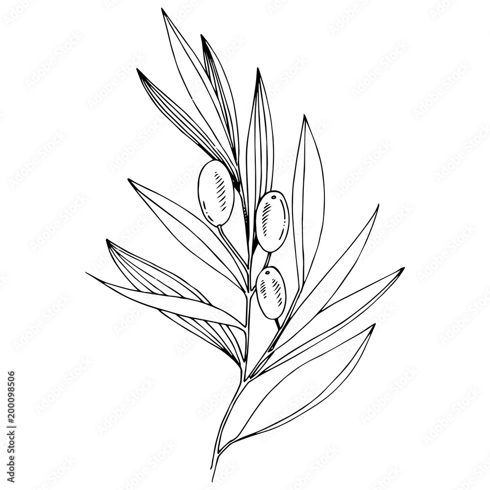 Olive tree in a vector style isolated. Full name of the plant: Branches ...